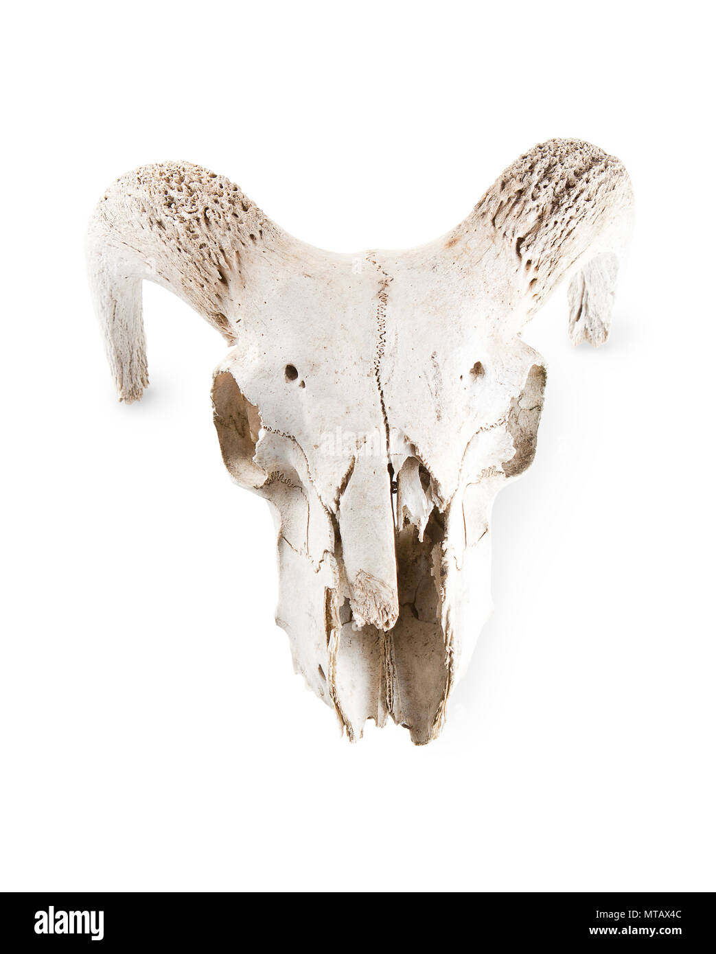 Animal skull isolated on white Stock Photo - Alamy