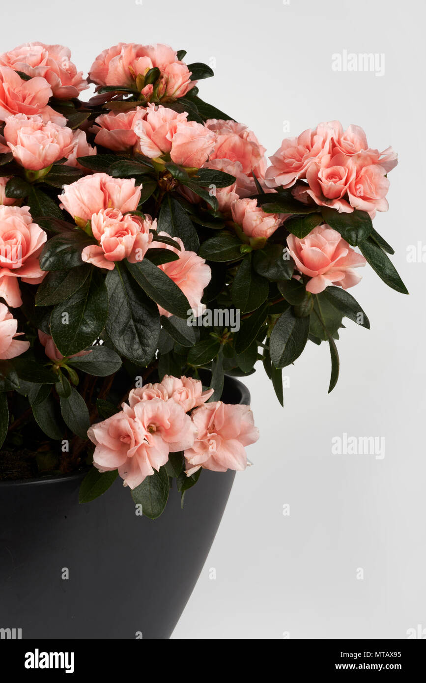 a pot of azaleas on a white background Stock Photo - Alamy