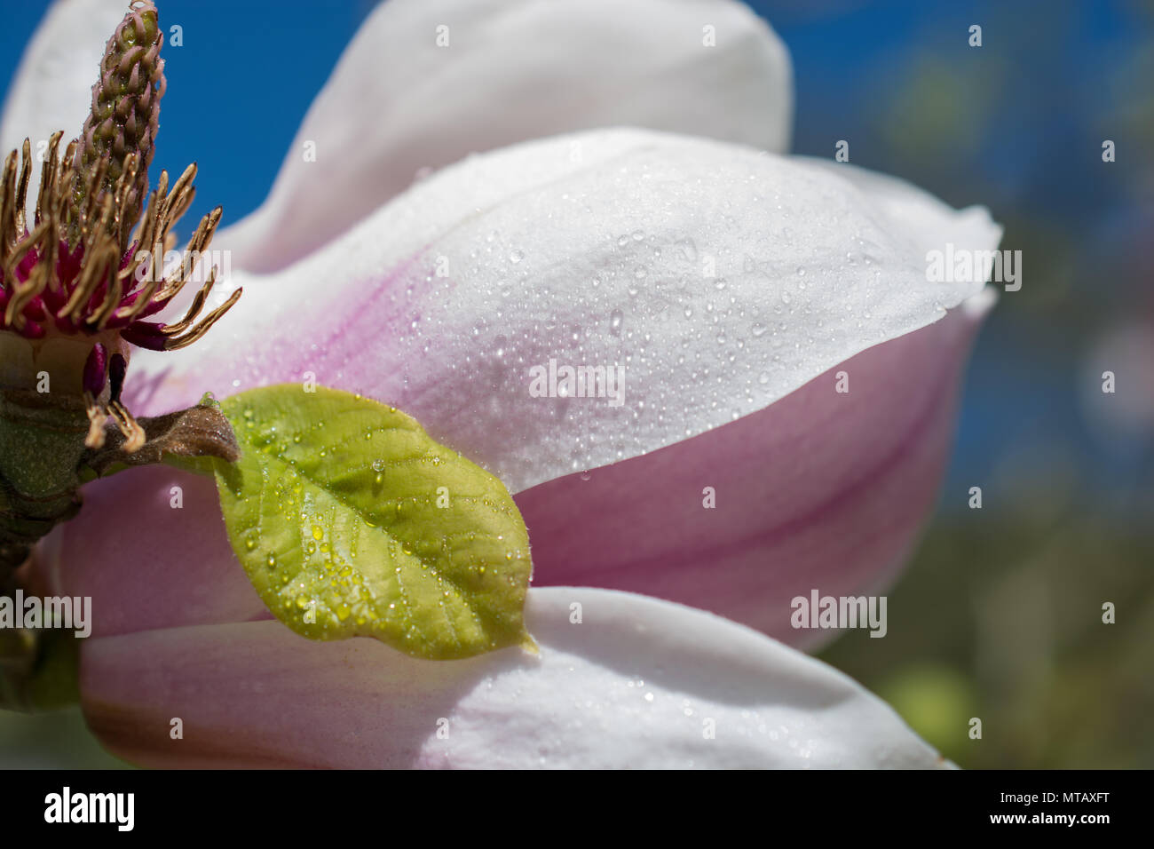 Tree bloom blossom beautiful flowers in spring season Stock Photo - Alamy