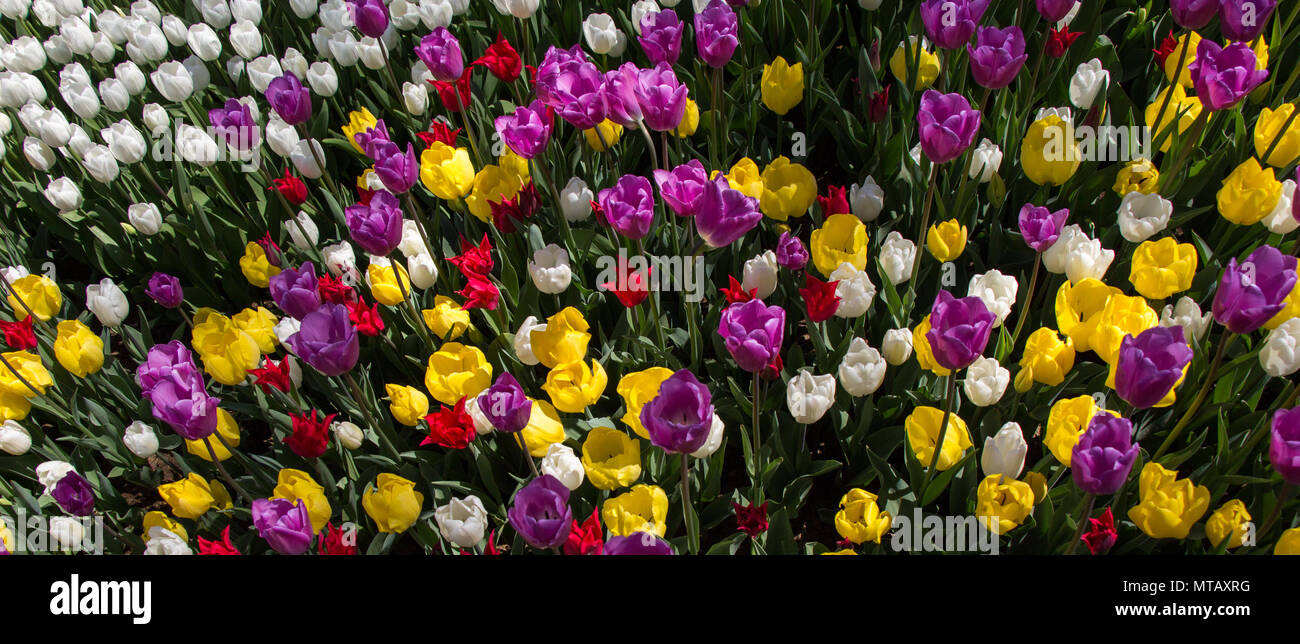 Blooming spring flowers as a colorful background Stock Photo - Alamy
