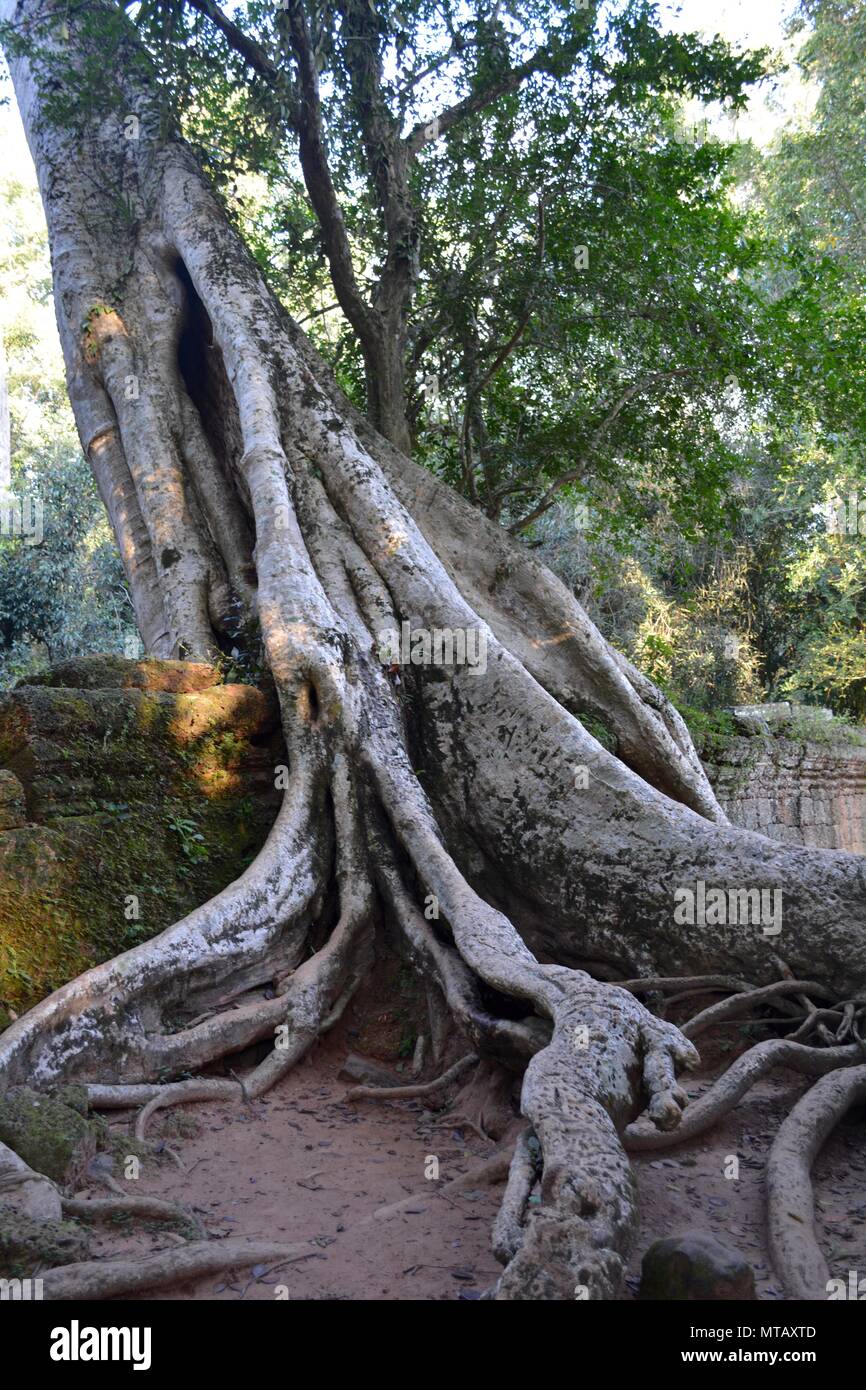trees and ruins at ta phrom temple cambodia Stock Photo - Alamy