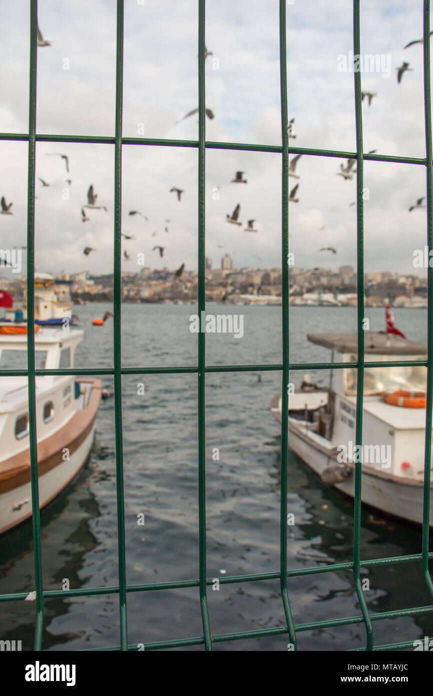 Flock of birds seen flying in the sky behind bars Stock Photo - Alamy