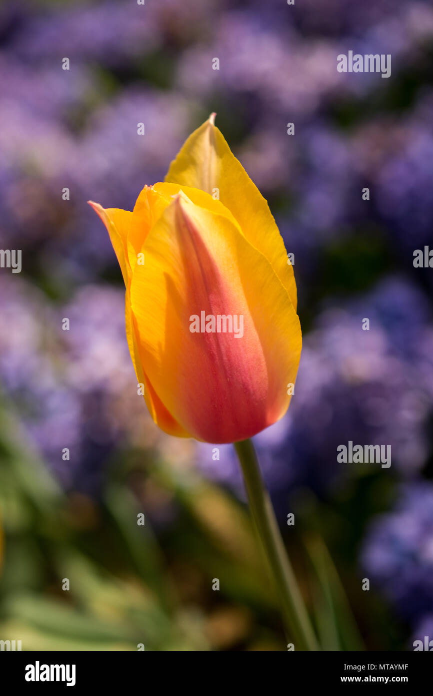 Outstanding colorful tulip flower bloom in the spring garden Stock ...