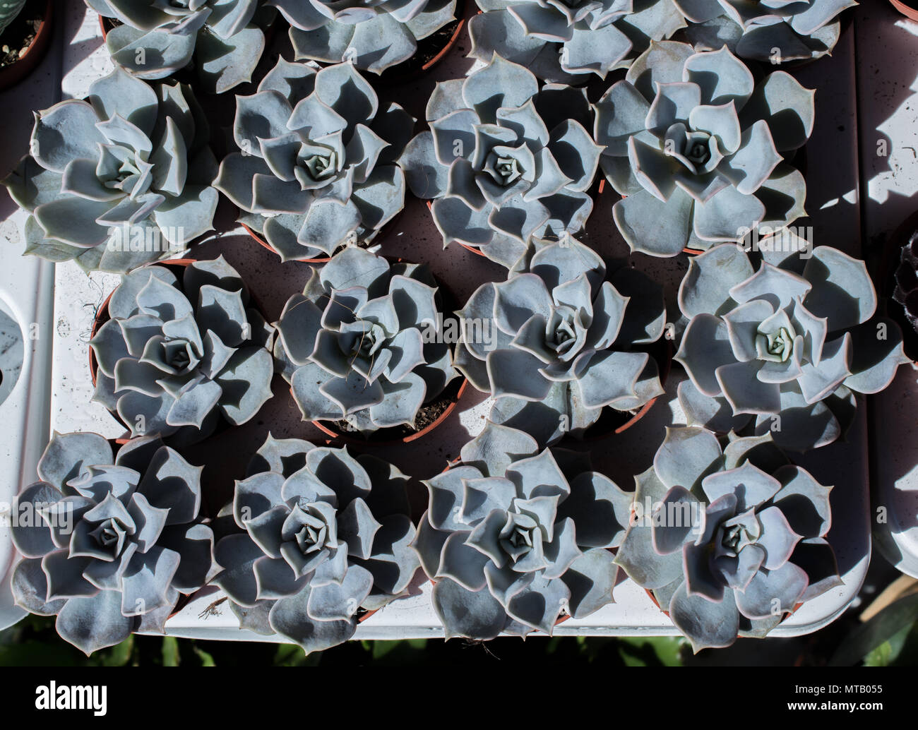Beautiful colorful natural spring flowers as a nature background Stock ...