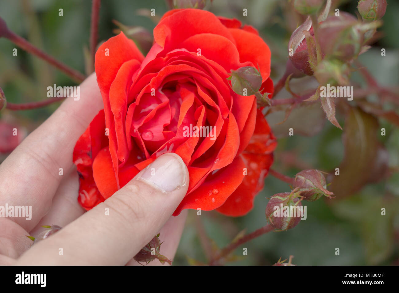 Hand holding a colorful Rose Flower Stock Photo - Alamy