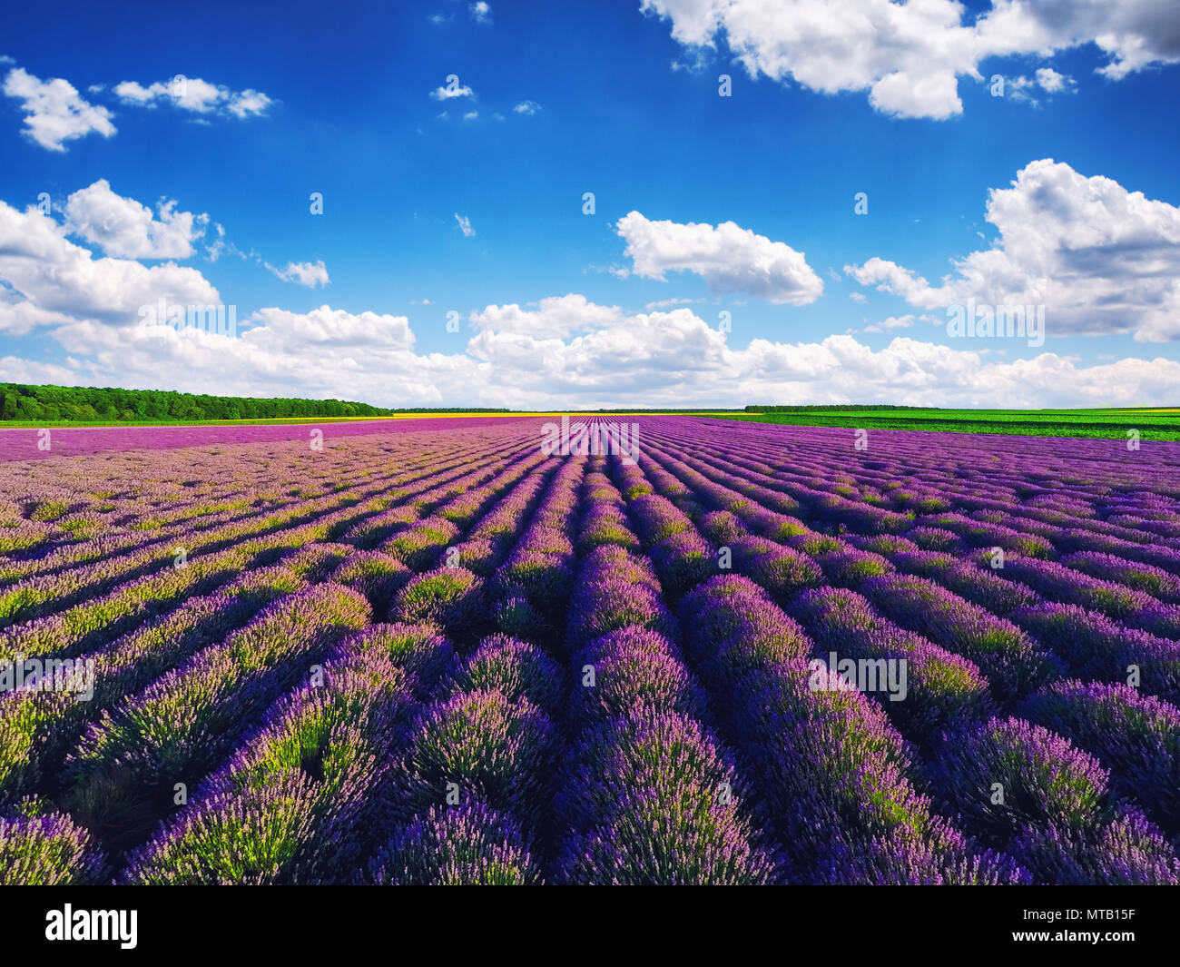 Aerial view of lavender flower blooming scented fields in endless rows ...