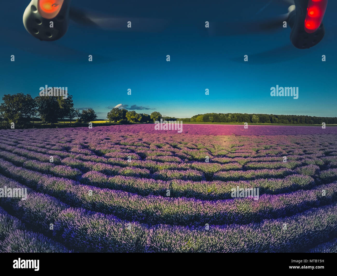 Aerial view lavender field in hi-res stock photography and images - Alamy