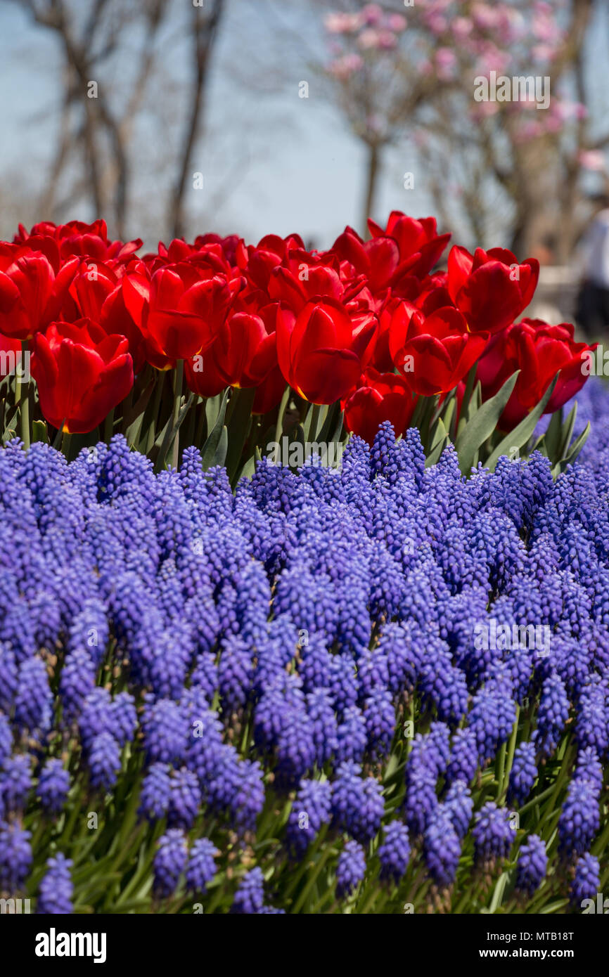 Red color Tulips Bloom in Spring in garden Stock Photo - Alamy