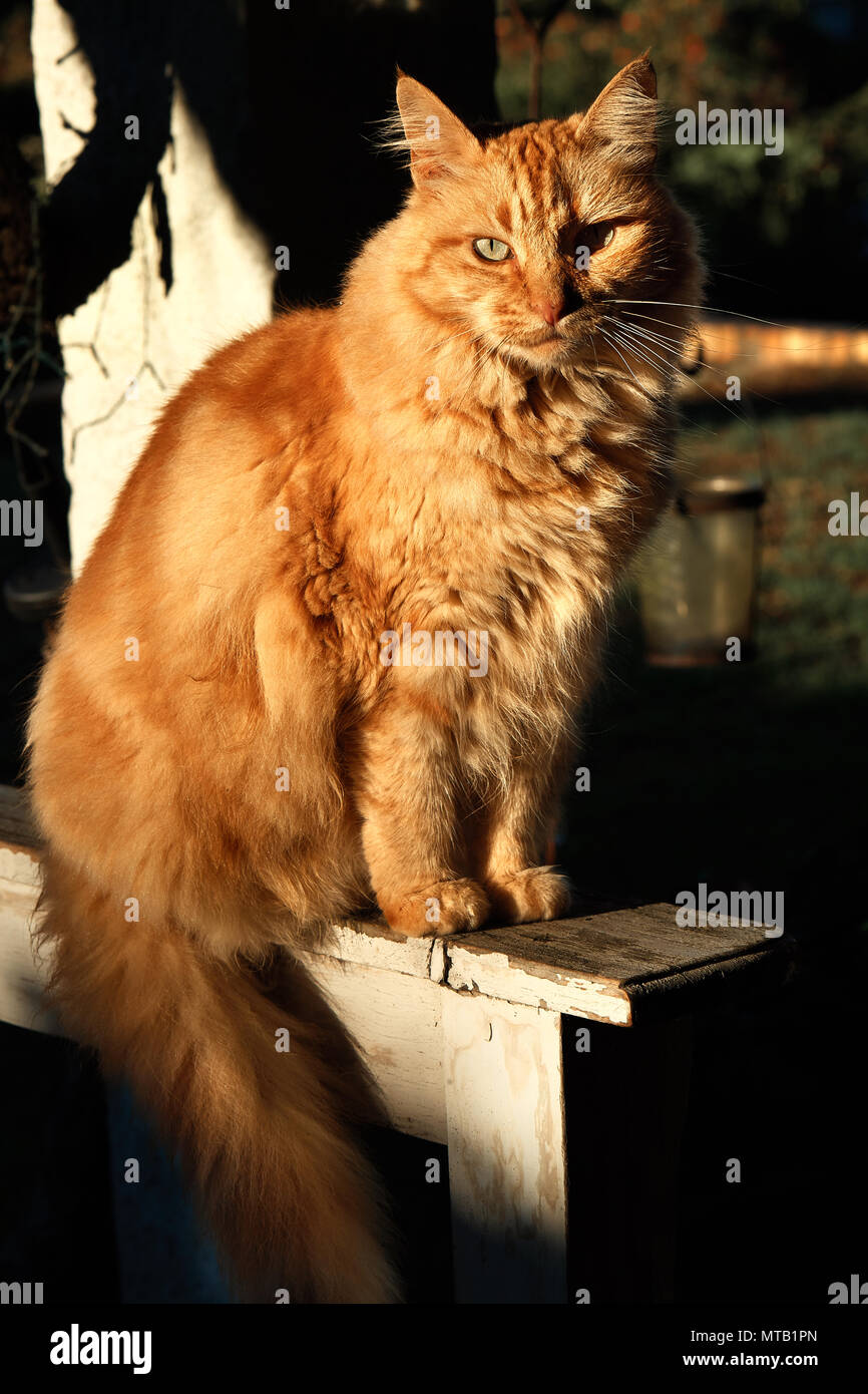 Long ginger tail hi-res stock photography and images - Alamy
