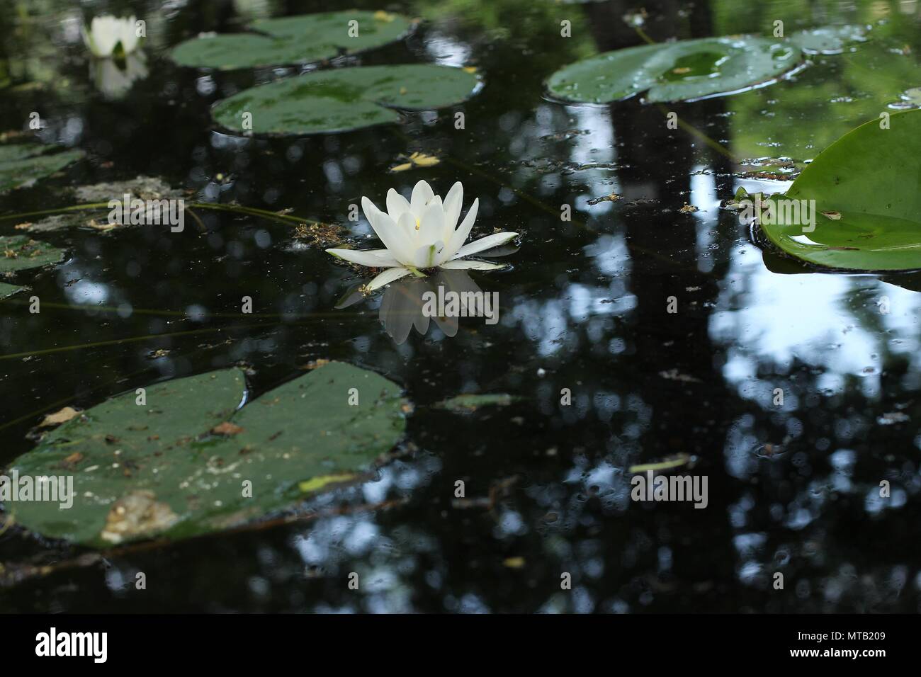 Small single flower of European white water lily (Nymphaea alba Stock ...