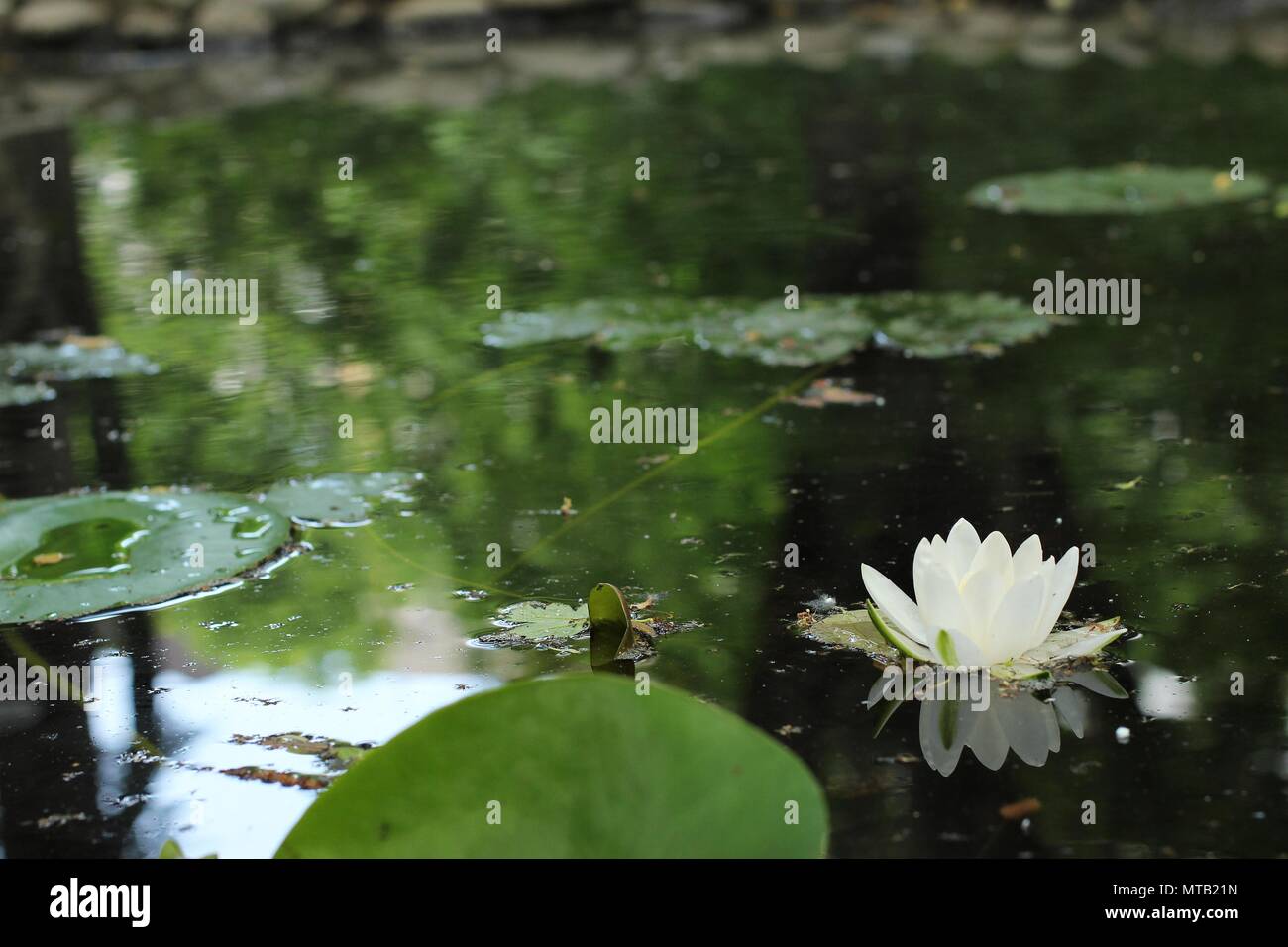 Small single flower of European white water lily (Nymphaea alba Stock ...