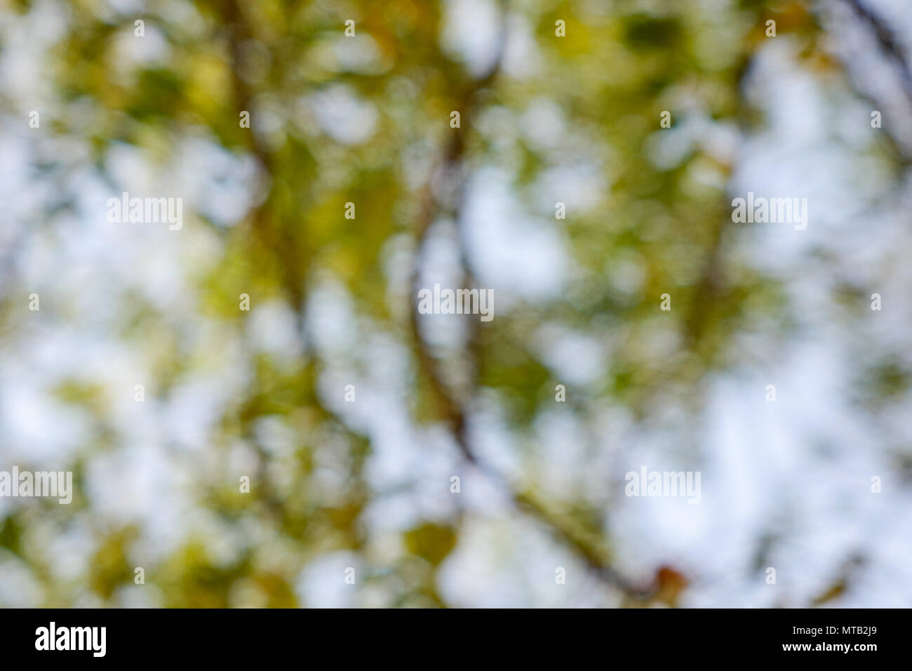 Green tree background of out of focus in public park Stock Photo - Alamy