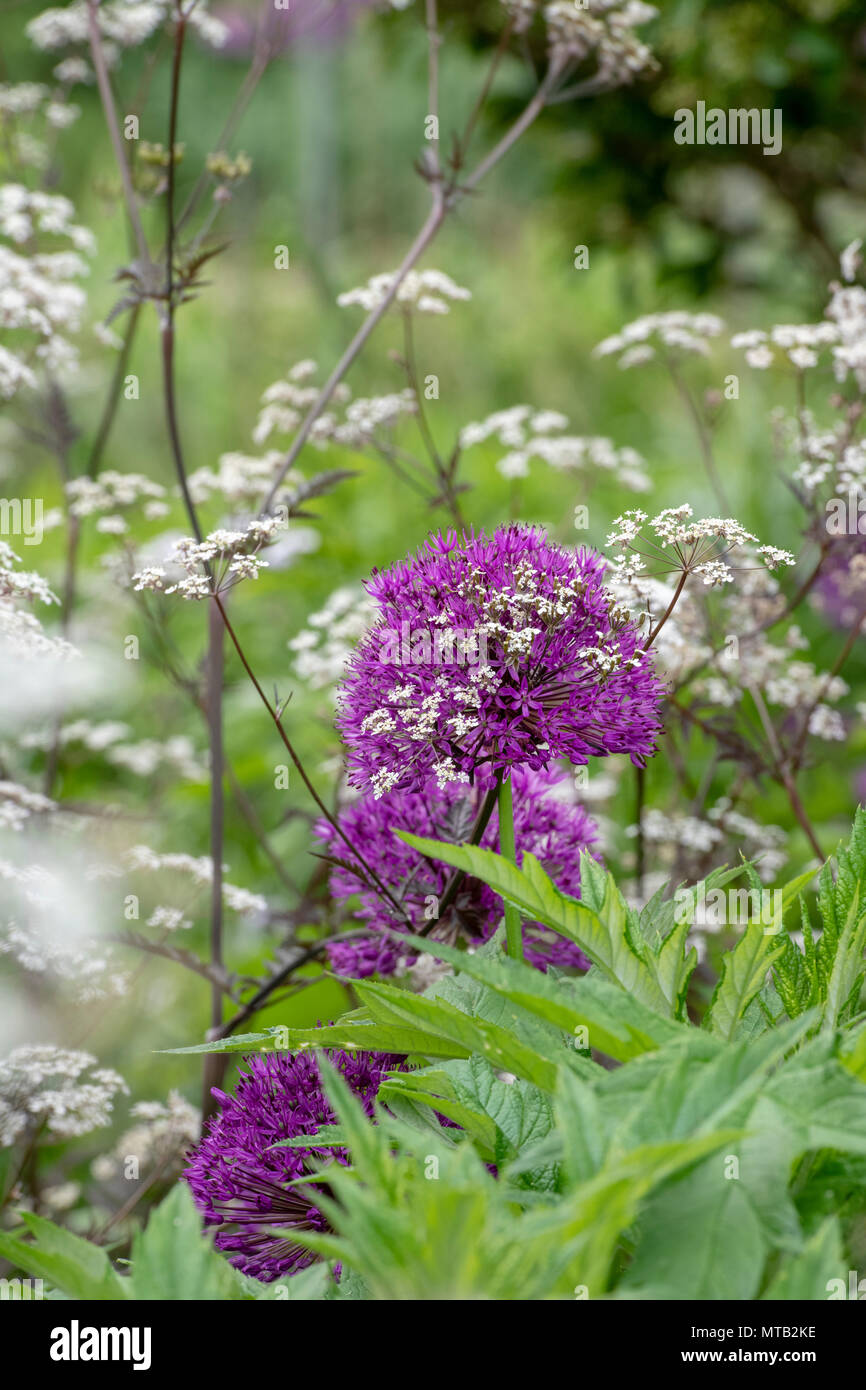 Allium hollandicum ‘Purple sensation’ surrounded by Anthriscus ...
