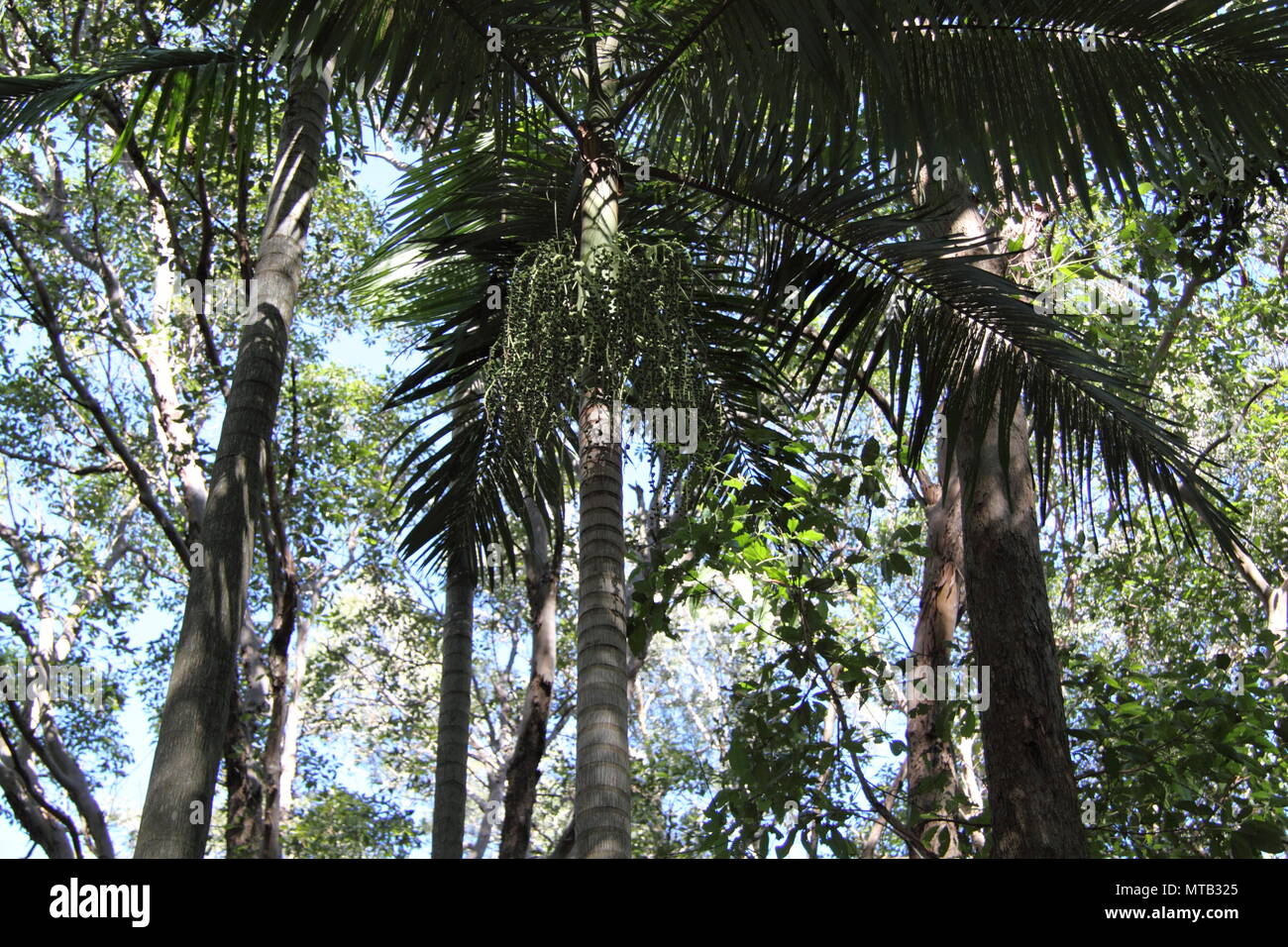 Carpentaria Palms (Carpentaria Acuminata) in Australian Native Forest ...