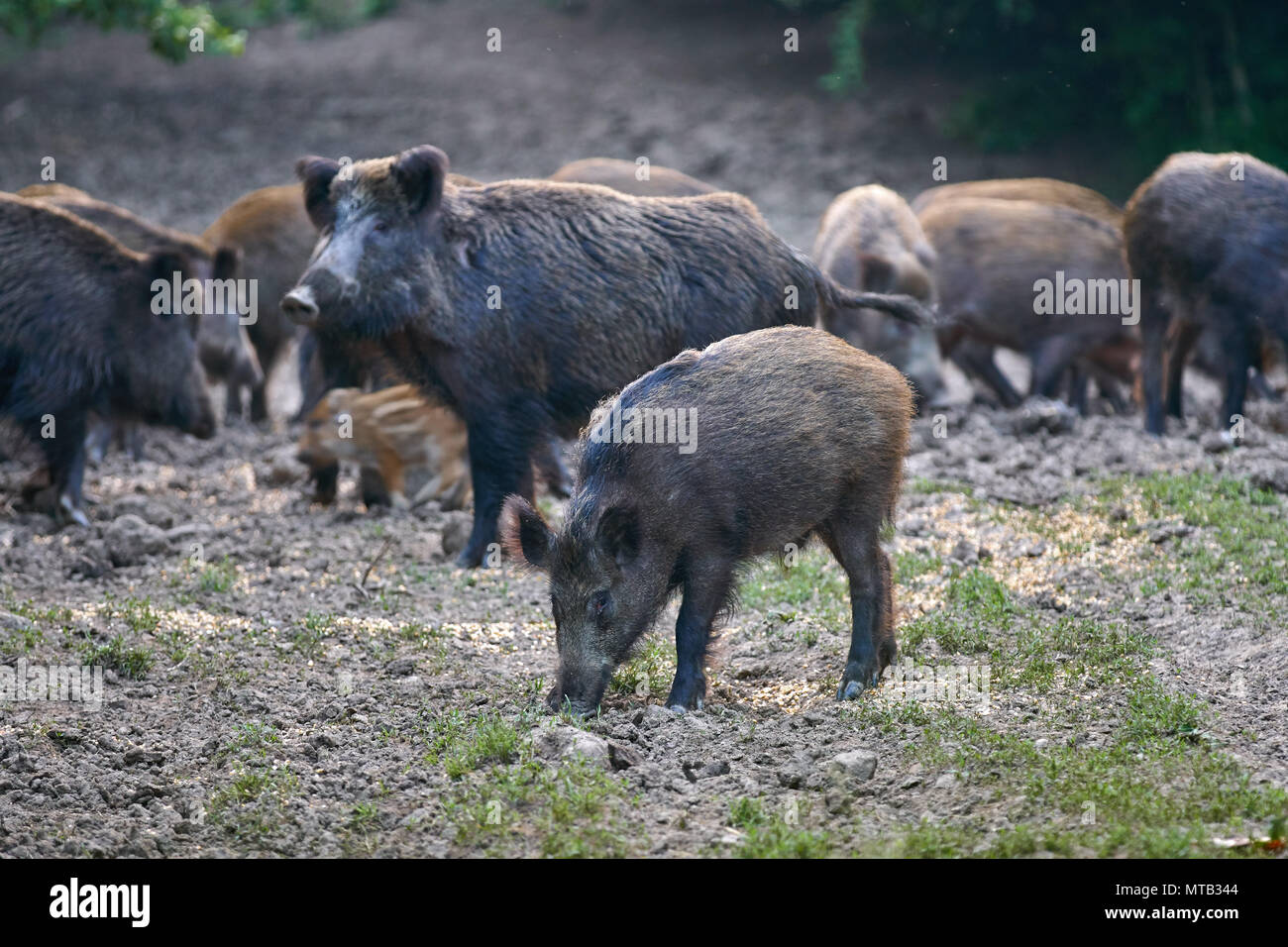 Herd of wild hogs rooting in the forest for food Stock Photo - Alamy