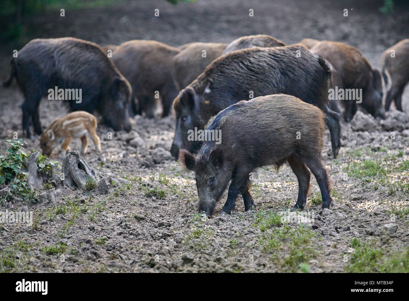 Herd of wild hogs rooting in the forest for food Stock Photo - Alamy