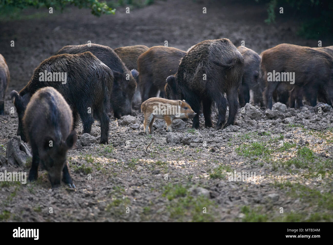 Herd of wild hogs rooting in the forest for food Stock Photo - Alamy