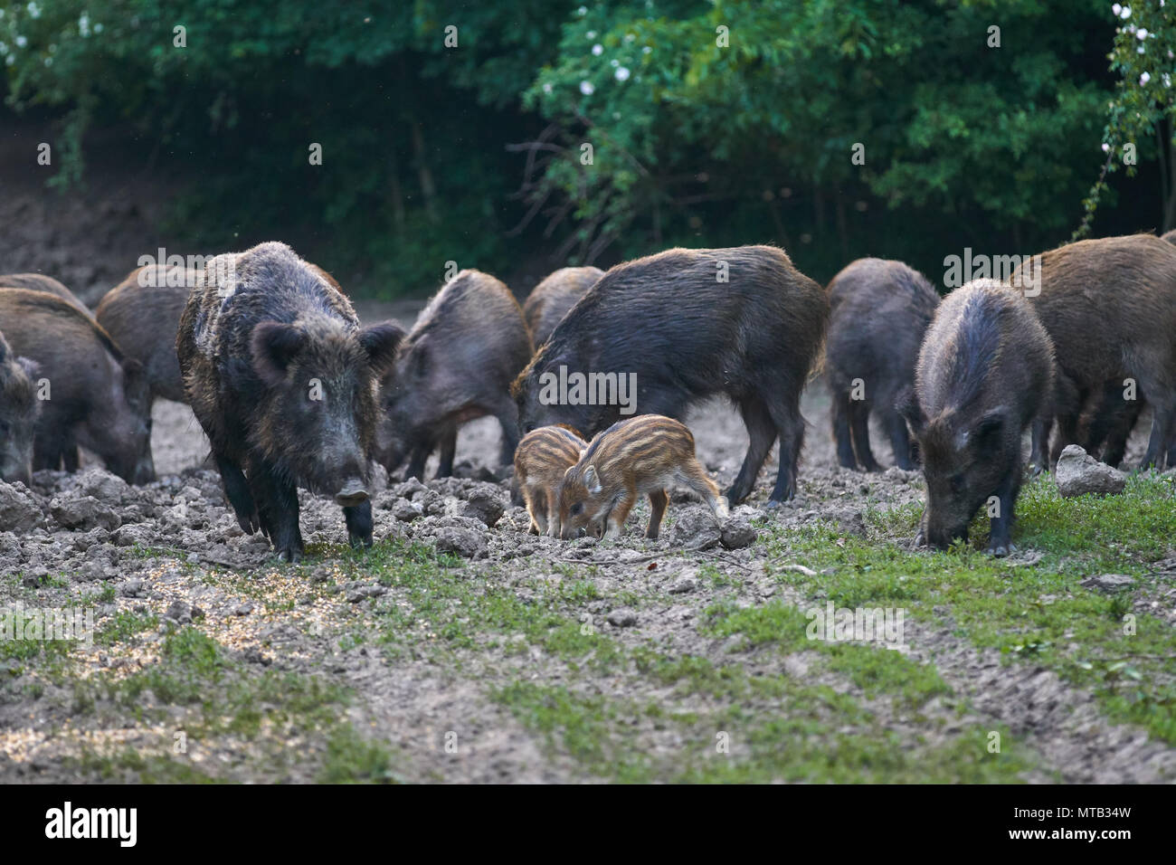 Herd of wild hogs rooting in the forest for food Stock Photo - Alamy