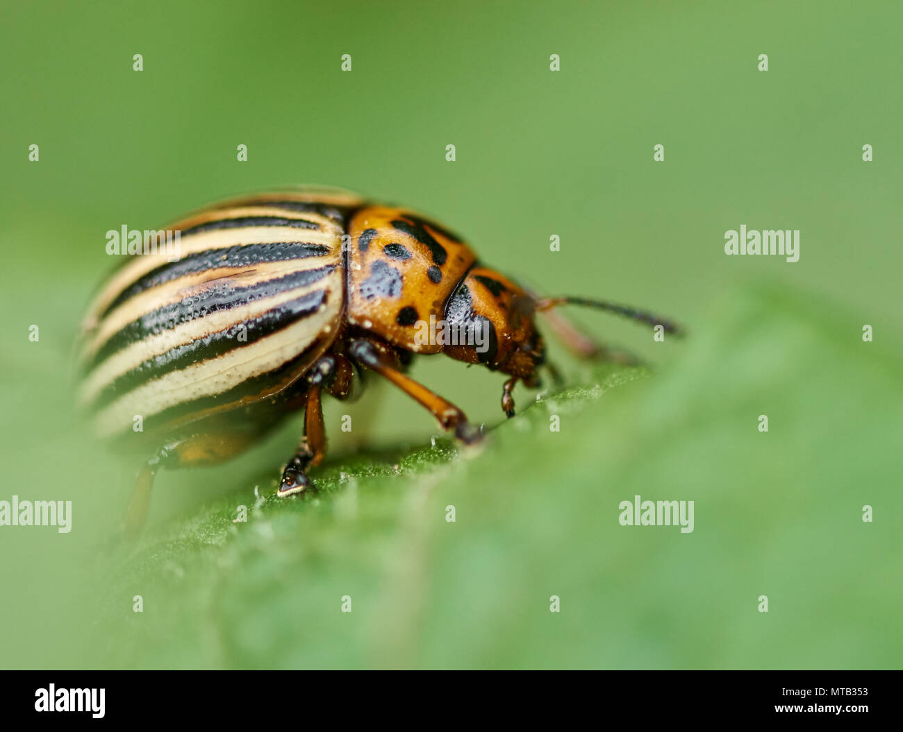 Colorado beetle insect parasite hi-res stock photography and images - Alamy