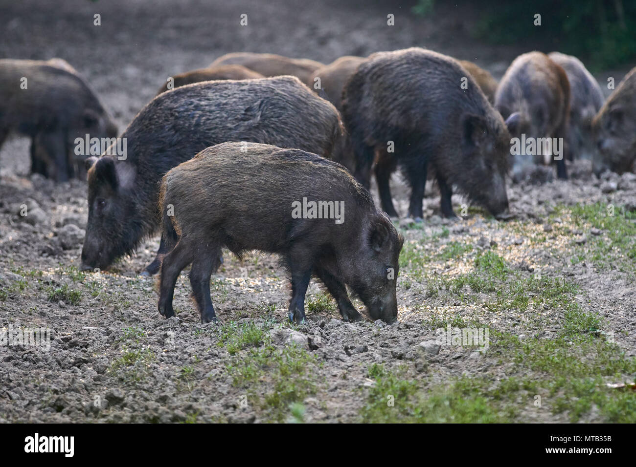 Herd of wild hogs rooting in the forest for food Stock Photo - Alamy