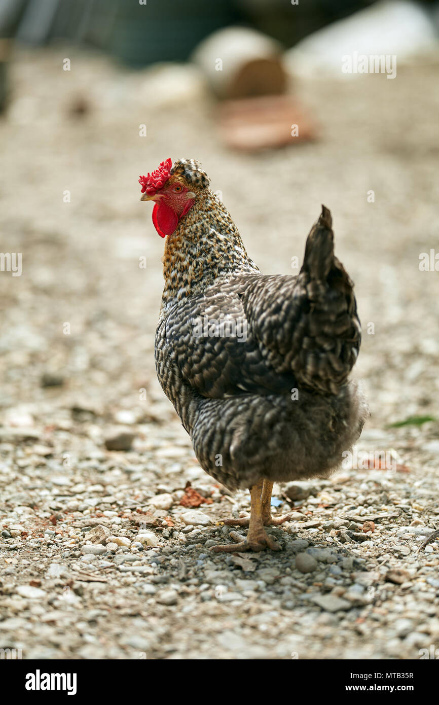 Wallpaper Fat Chicken