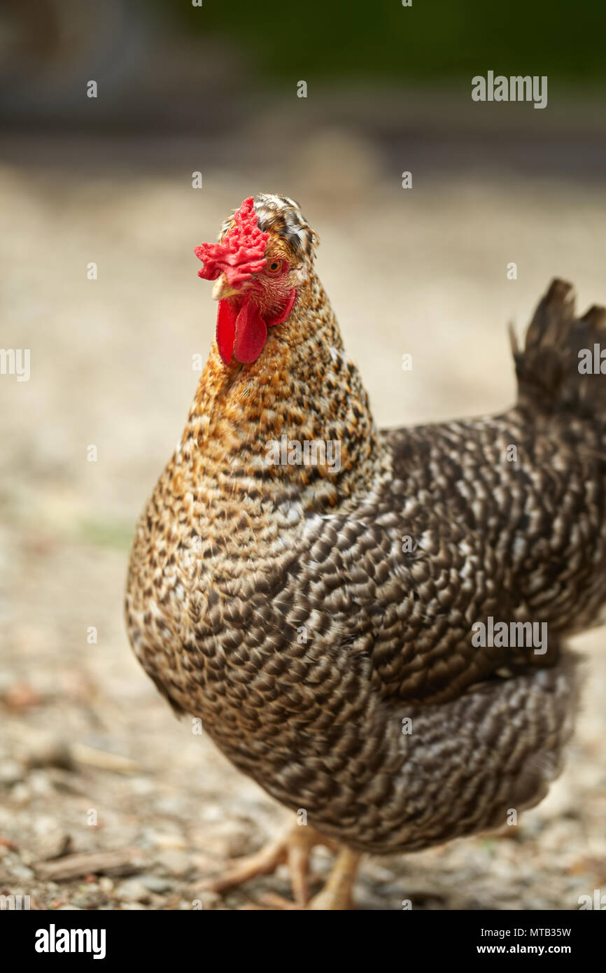 Common fat hen hi-res stock photography and images - Alamy