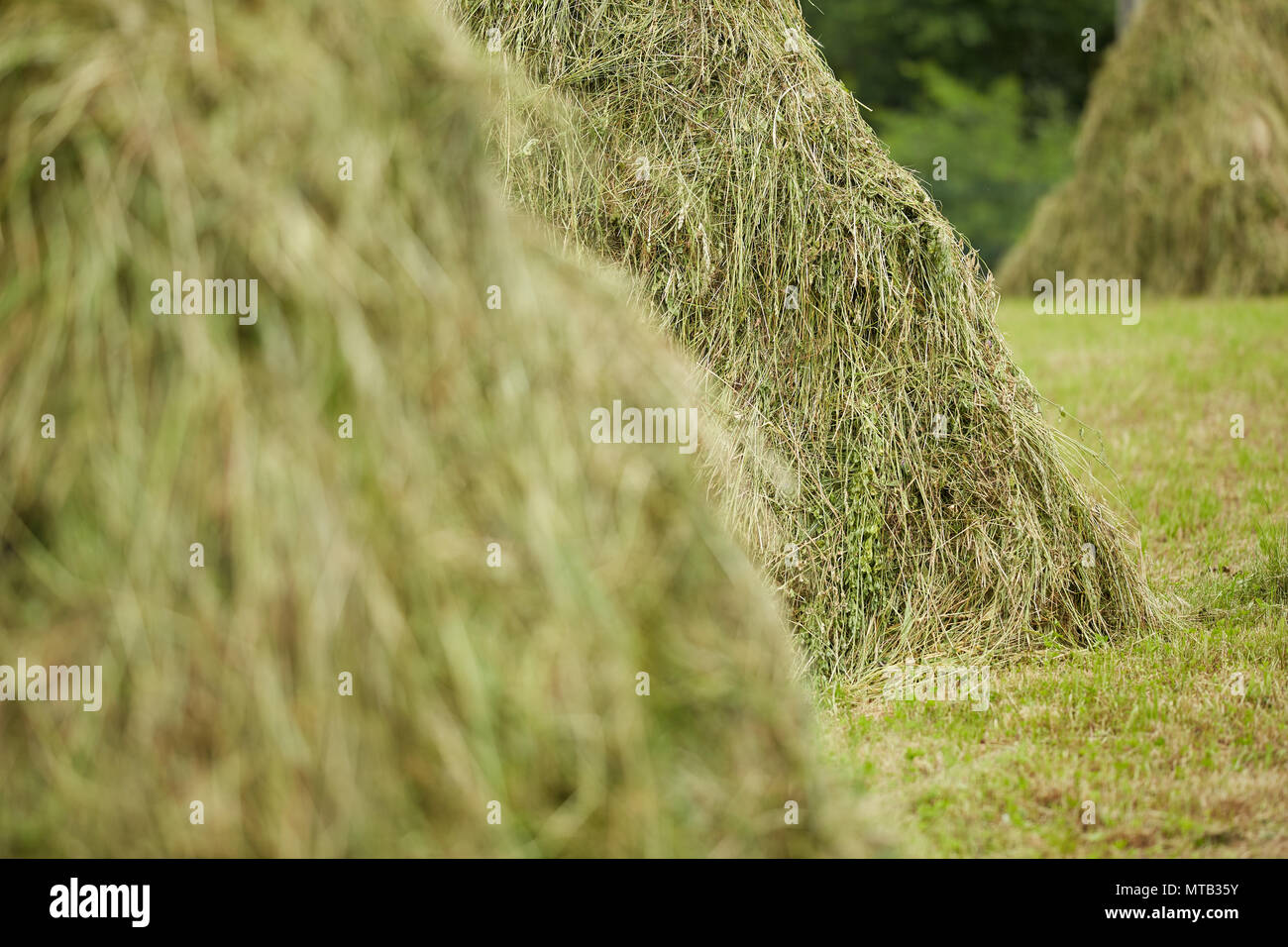 Orchard grass hay hi-res stock photography and images - Alamy