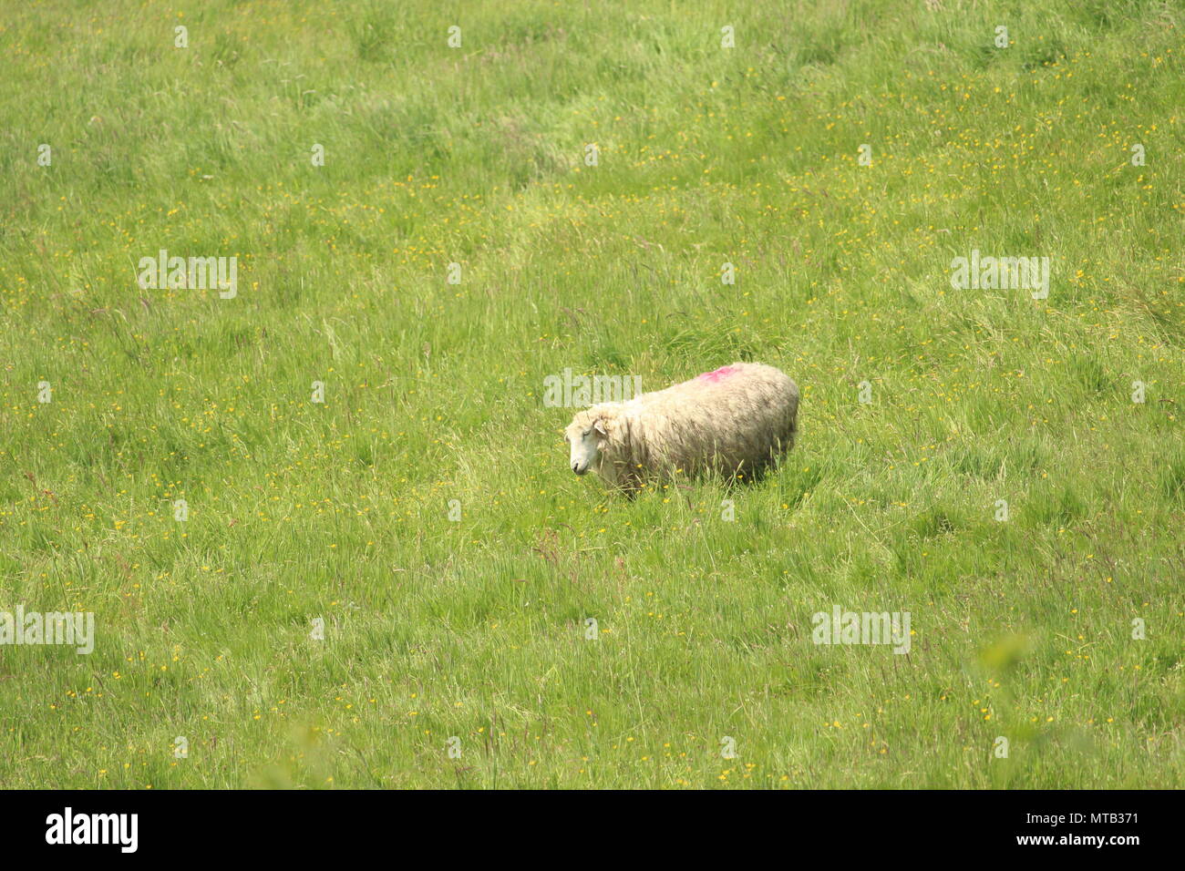 Dipped sheep hi-res stock photography and images - Alamy