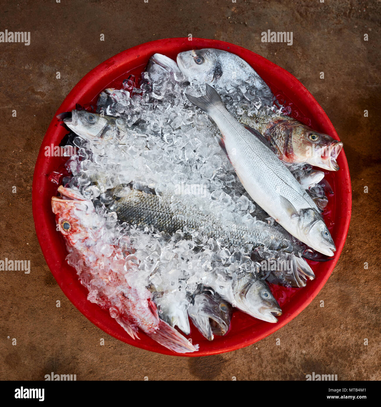 Saltwater fish selection hi-res stock photography and images - Alamy