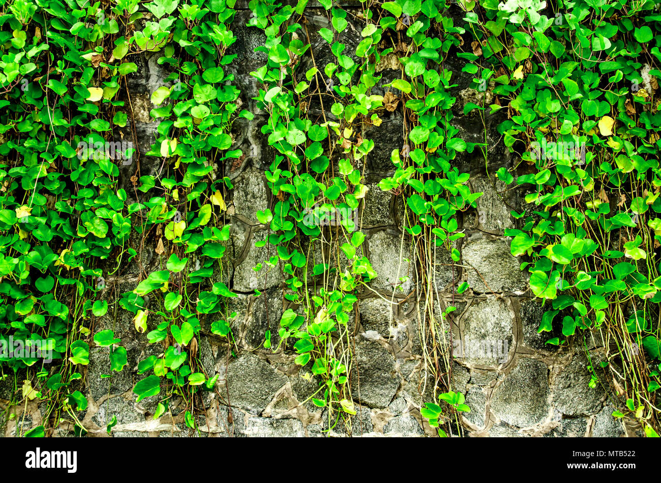 Vines on brick wall hi-res stock photography and images - Alamy
