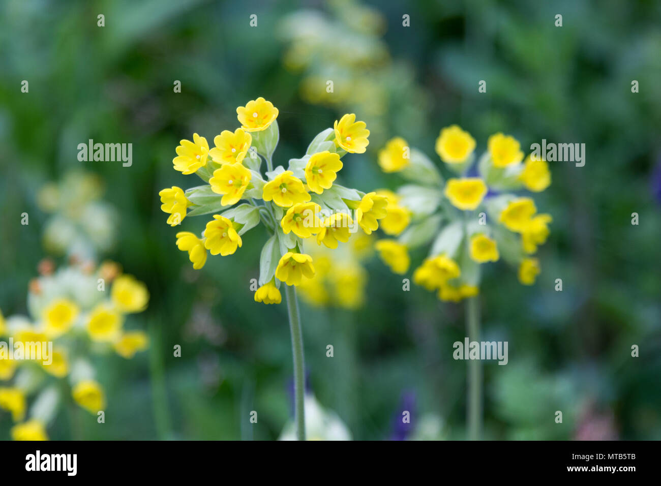 Cowslips hi-res stock photography and images - Alamy