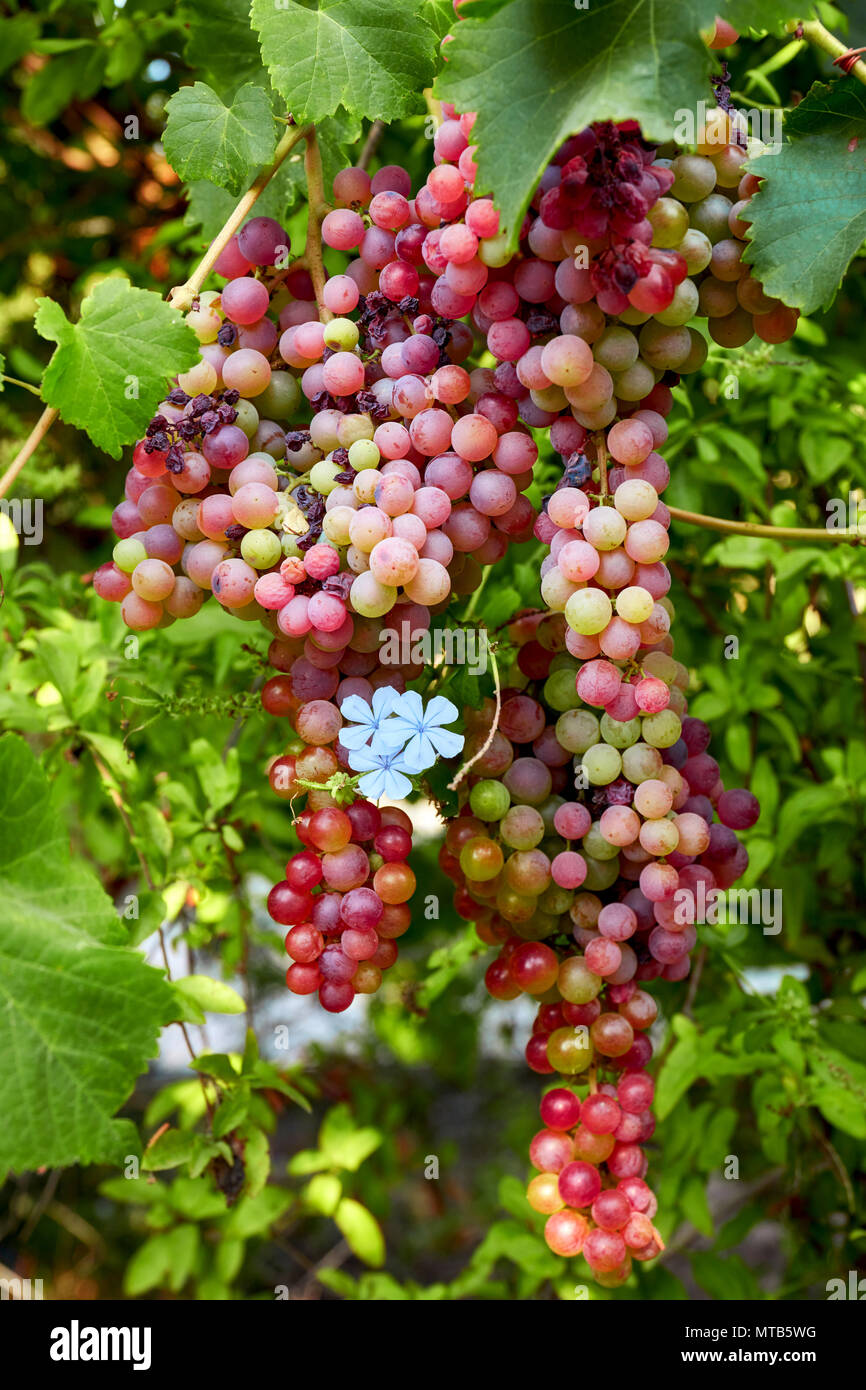 Raw red grapes hi-res stock photography and images - Alamy