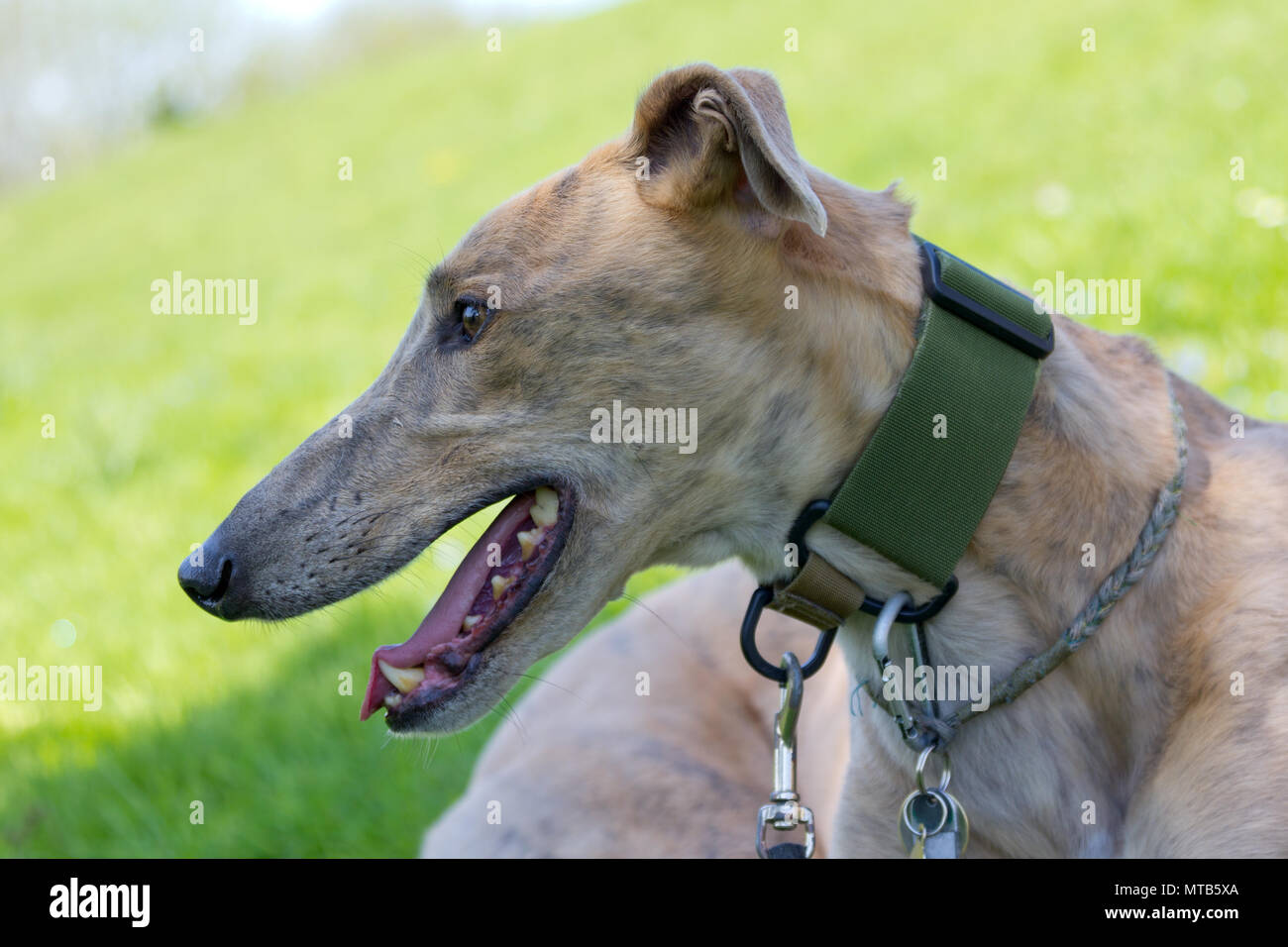 Brindle greyhound hi-res stock photography and images - Alamy