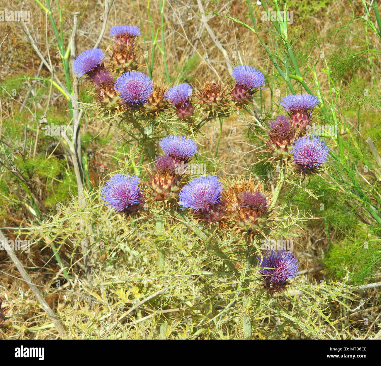 purple thistle flowers with very pungent leaves typical of the ...