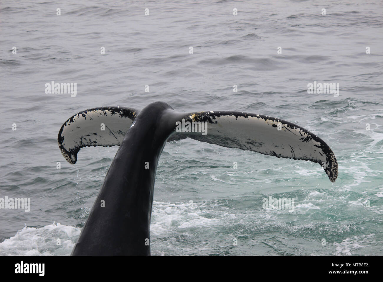 Adult humpback whales megaptera hi-res stock photography and images - Alamy