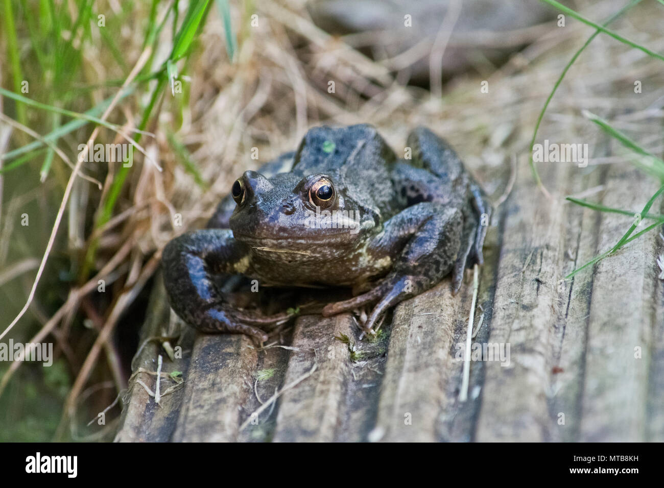 Common garden frogs rana hi-res stock photography and images - Alamy