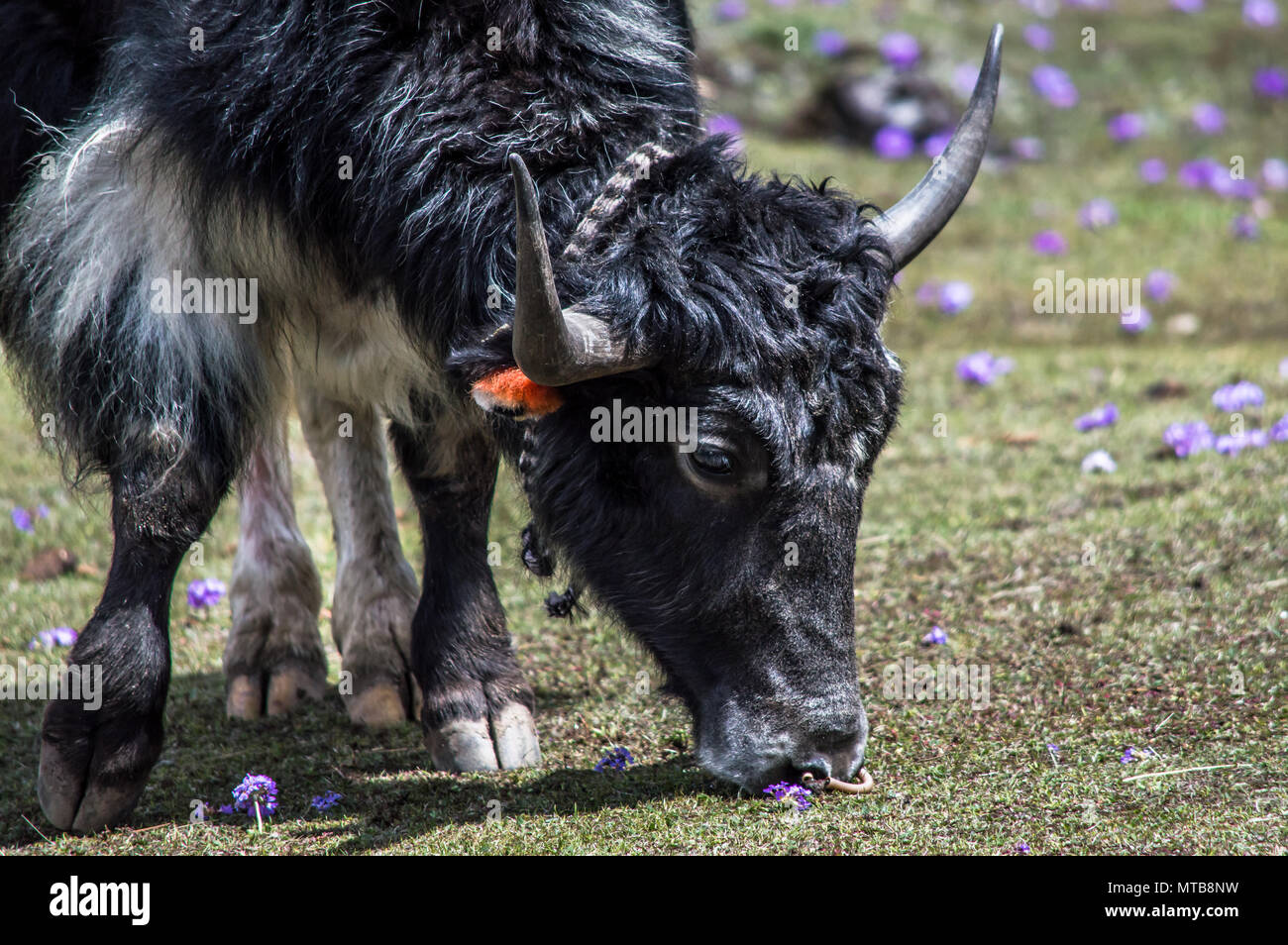 Tibetan yak eating grass in a pasture at Himalaya mountains Stock Photo ...