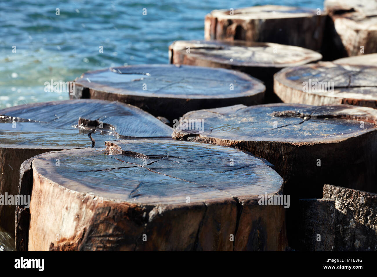 Wet wooden stump hi-res stock photography and images - Alamy