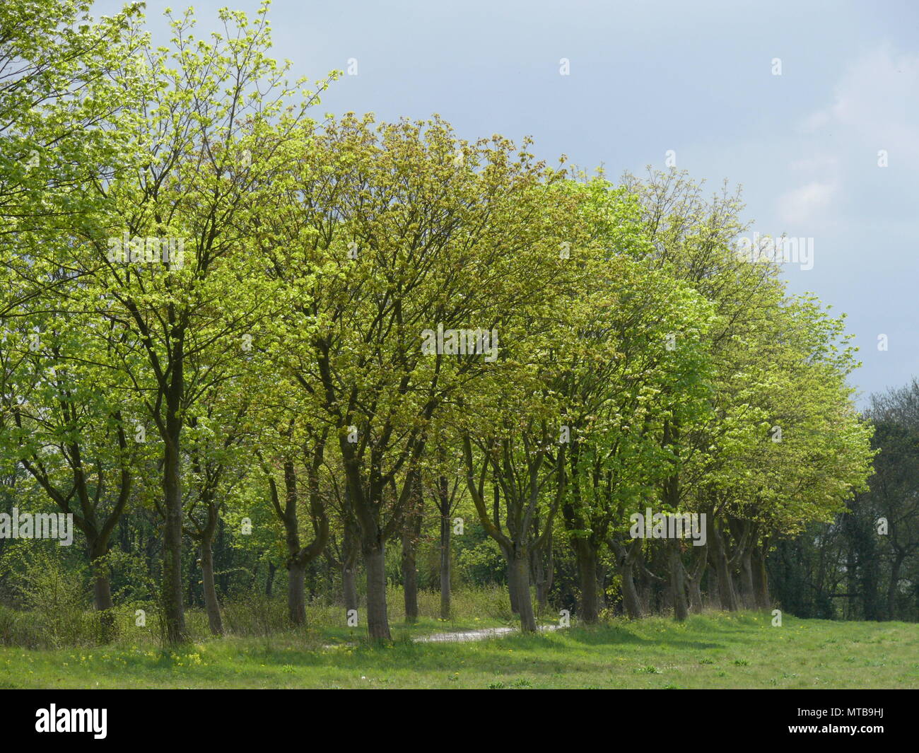 Tree Lined Track High Resolution Stock Photography and Images - Alamy