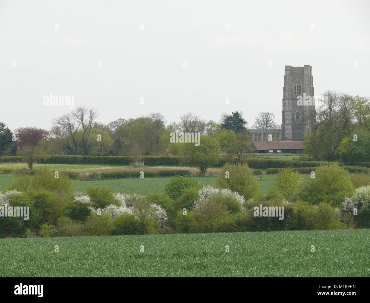 Landscape view of a rural church in Suffolk, England, between Bury St ...