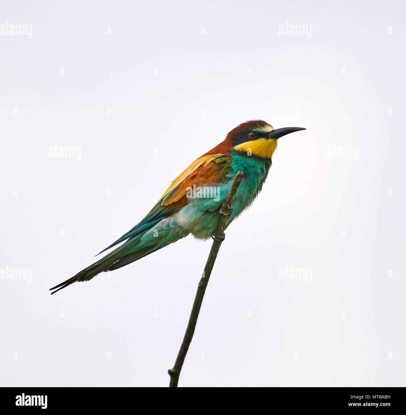 Bee eater birds (Merops apiaster) in various postures Stock Photo - Alamy