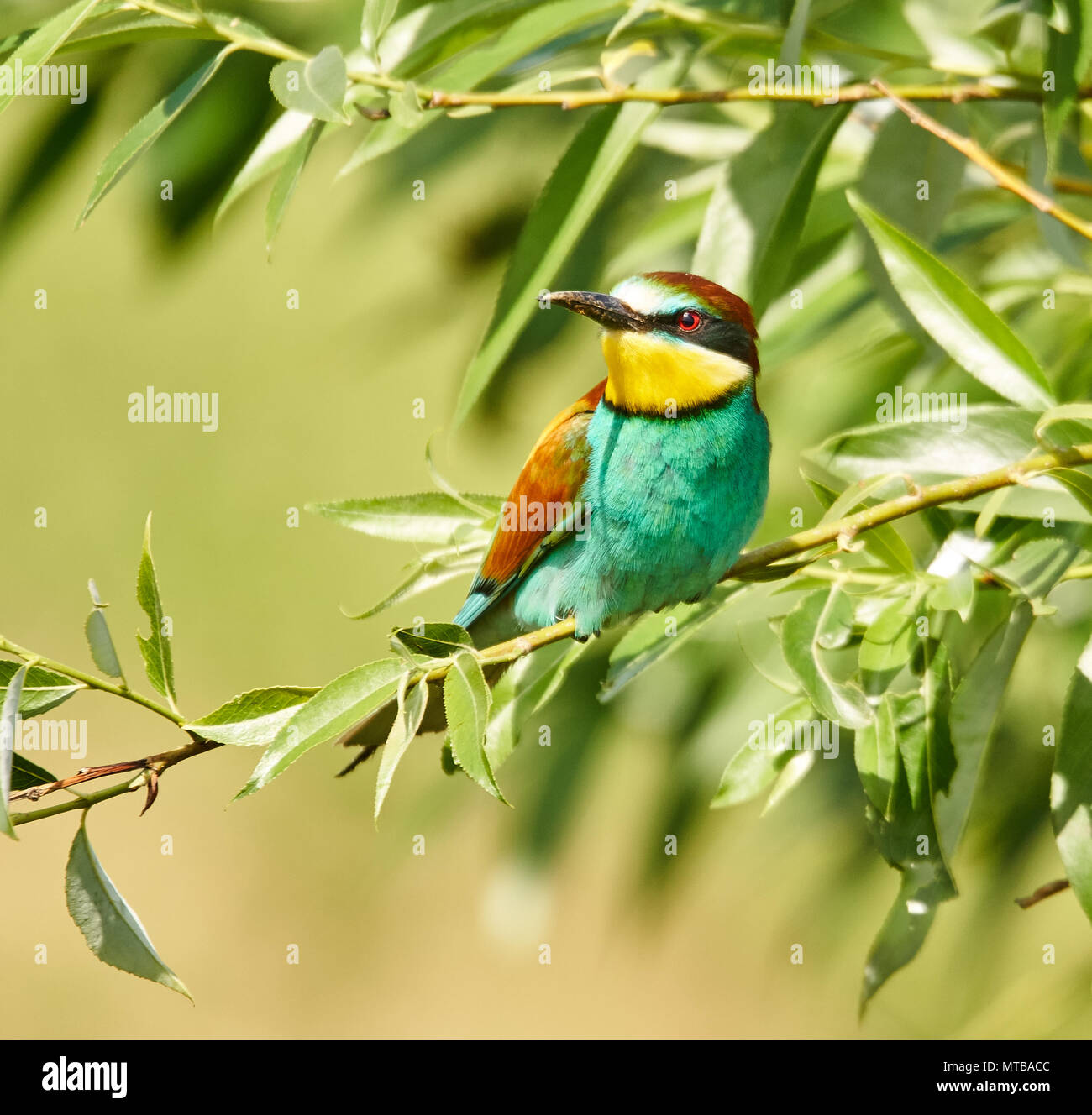 Bee eater birds (Merops apiaster) in various postures Stock Photo - Alamy