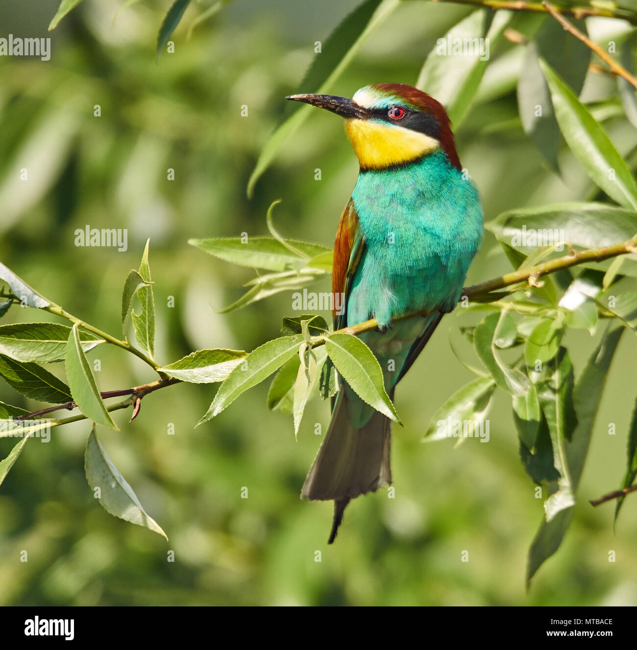 Bee eater birds (Merops apiaster) in various postures Stock Photo - Alamy