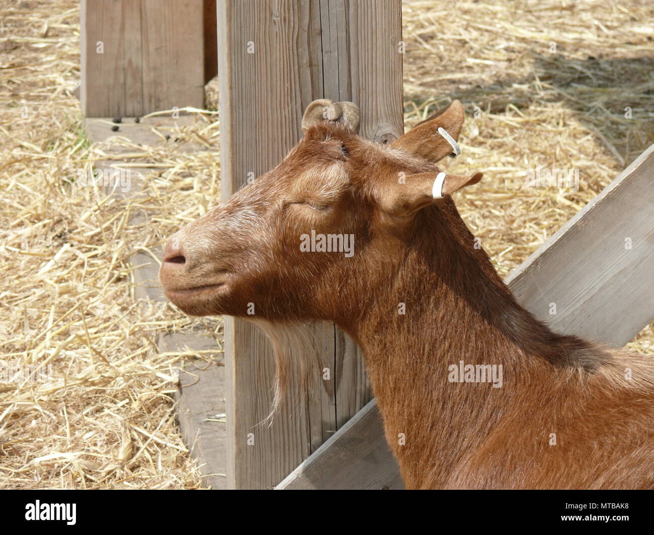 Goat profile uk hi-res stock photography and images - Alamy