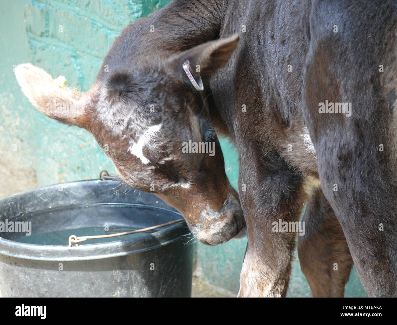 Bucket calf hi-res stock photography and images - Alamy