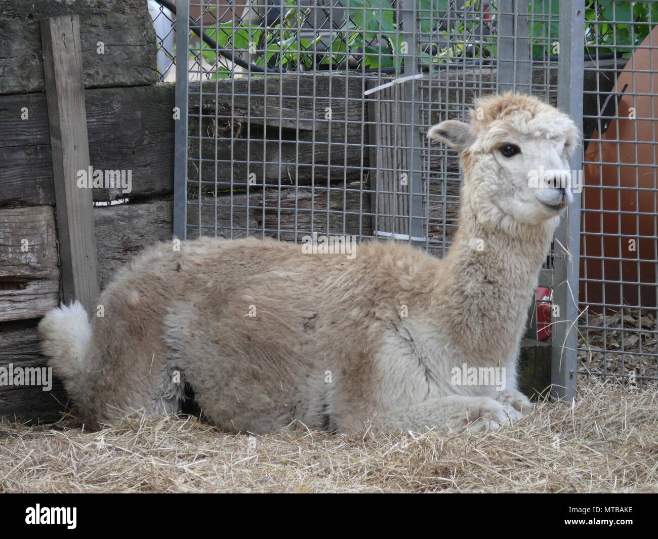Llama england hi-res stock photography and images - Alamy