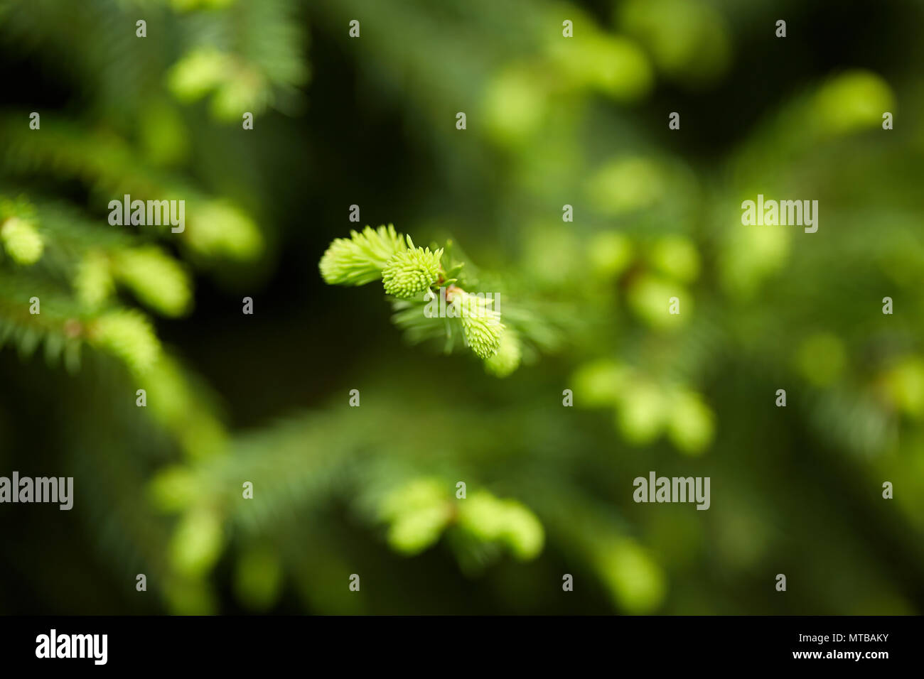 Closeup of fir branches with young buds Stock Photo - Alamy