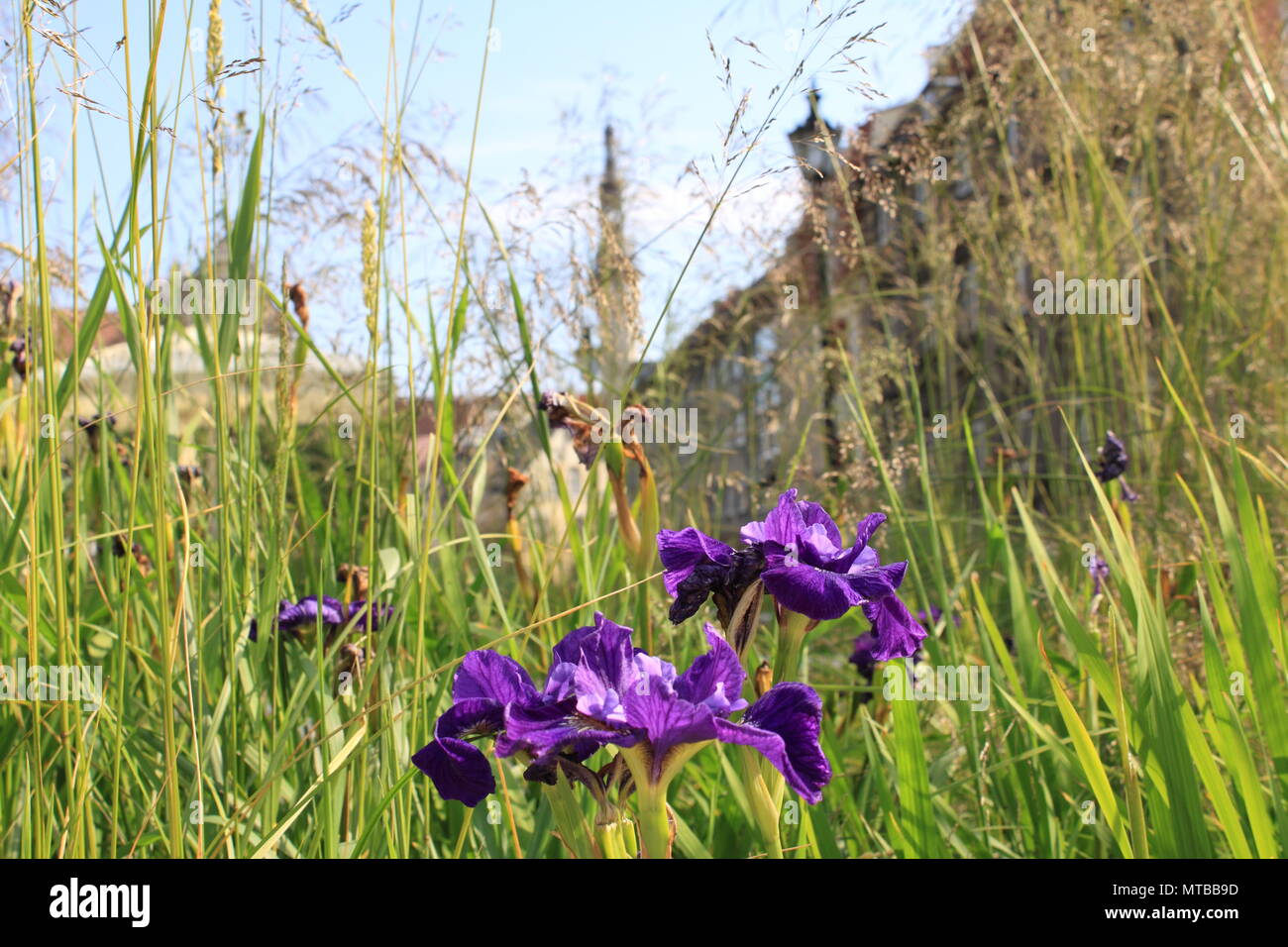 Baltic flowers hi-res stock photography and images - Alamy