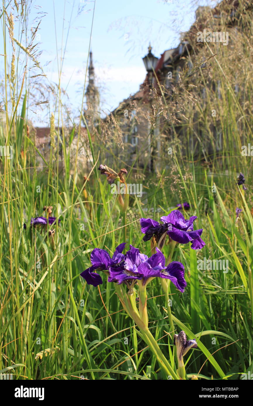 Beautiful Iris flowers in summer Tallinn old town city center. Estonia ...