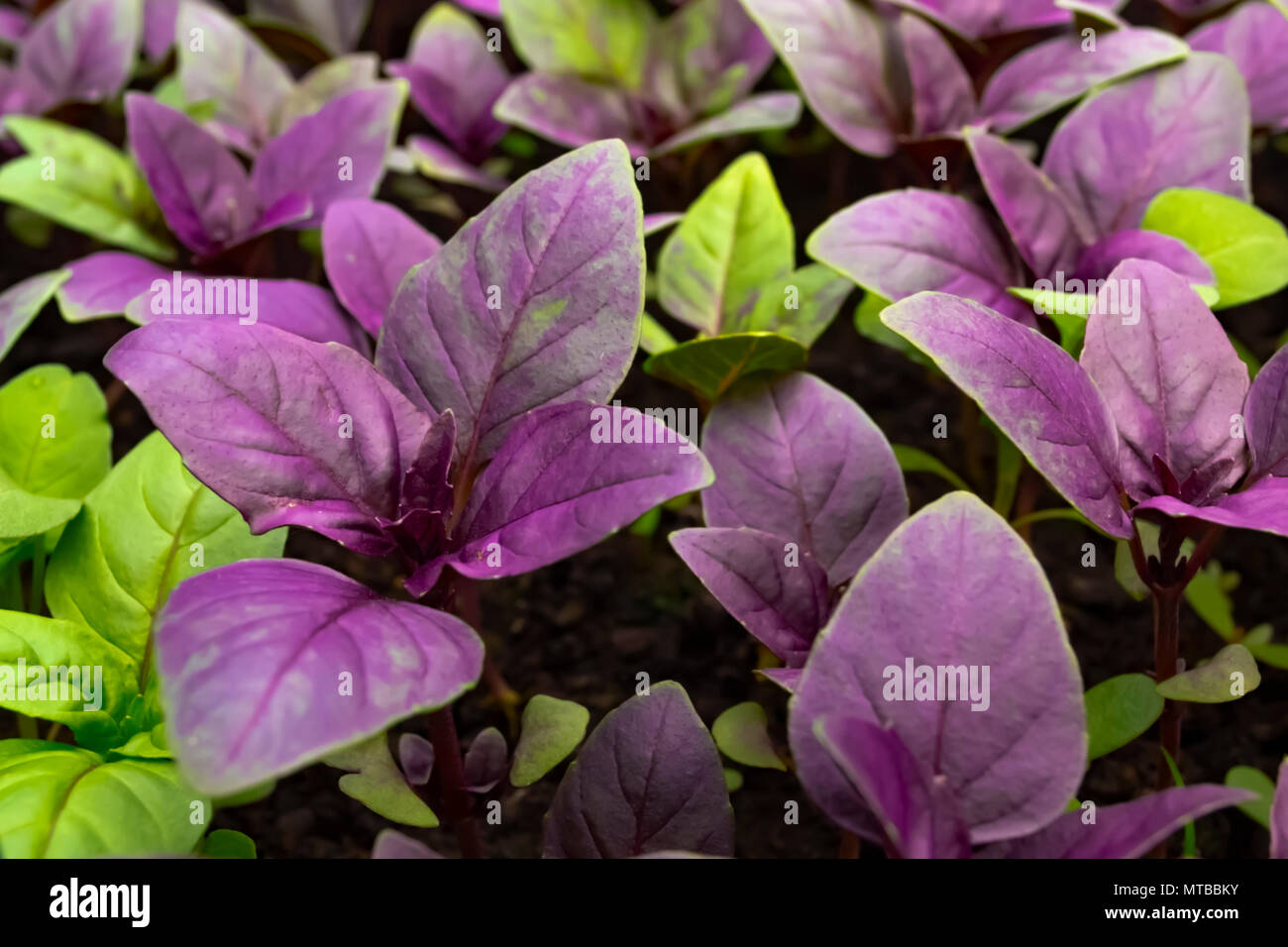 Purple basil plant hi-res stock photography and images - Alamy